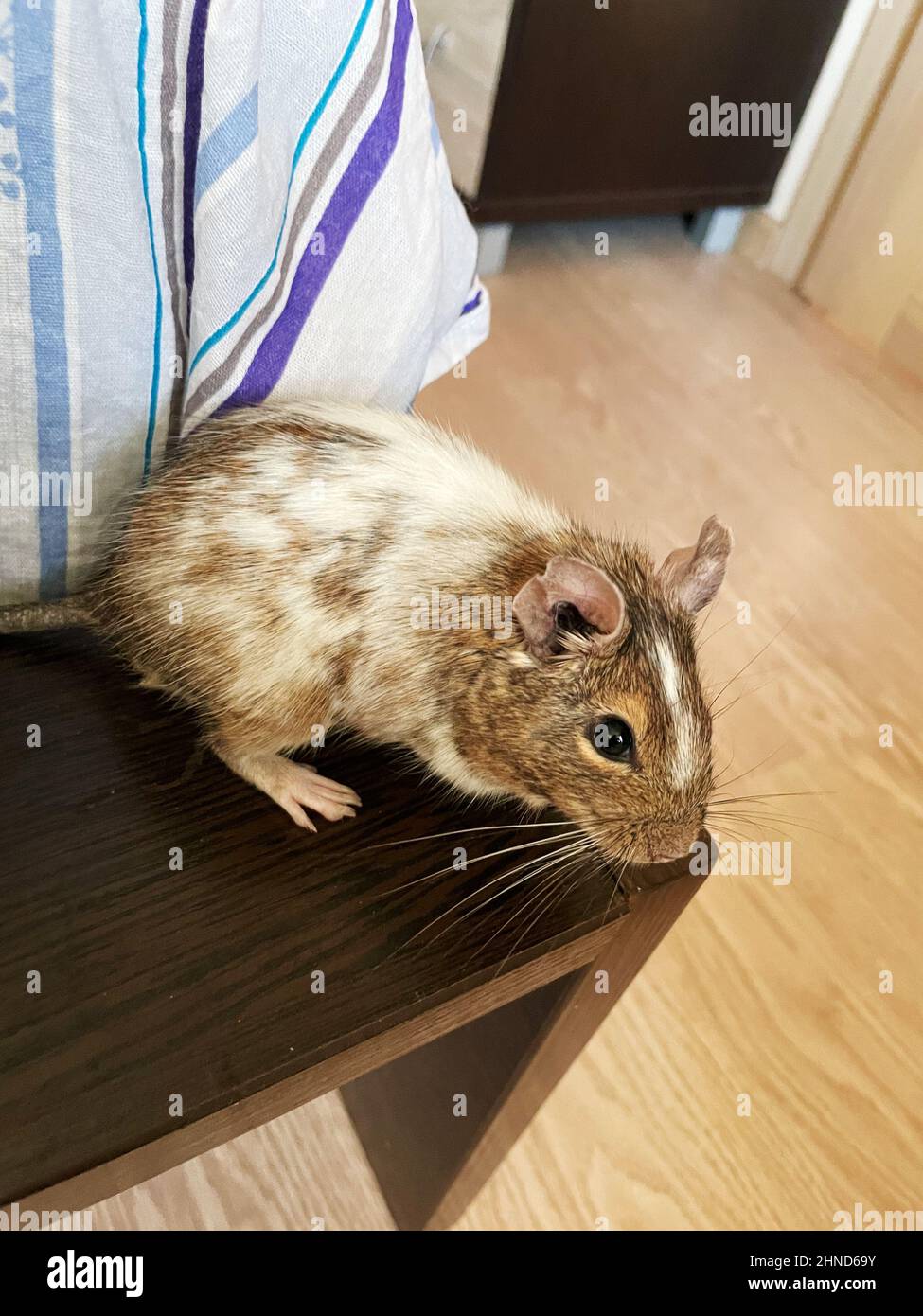 White spotted chilean squirrel degu walks on bedside table. Closeup ...
