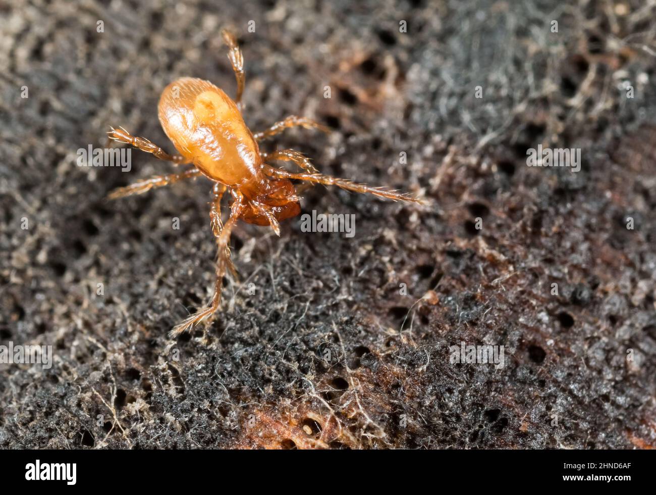 Predatory mite hi-res stock photography and images - Alamy