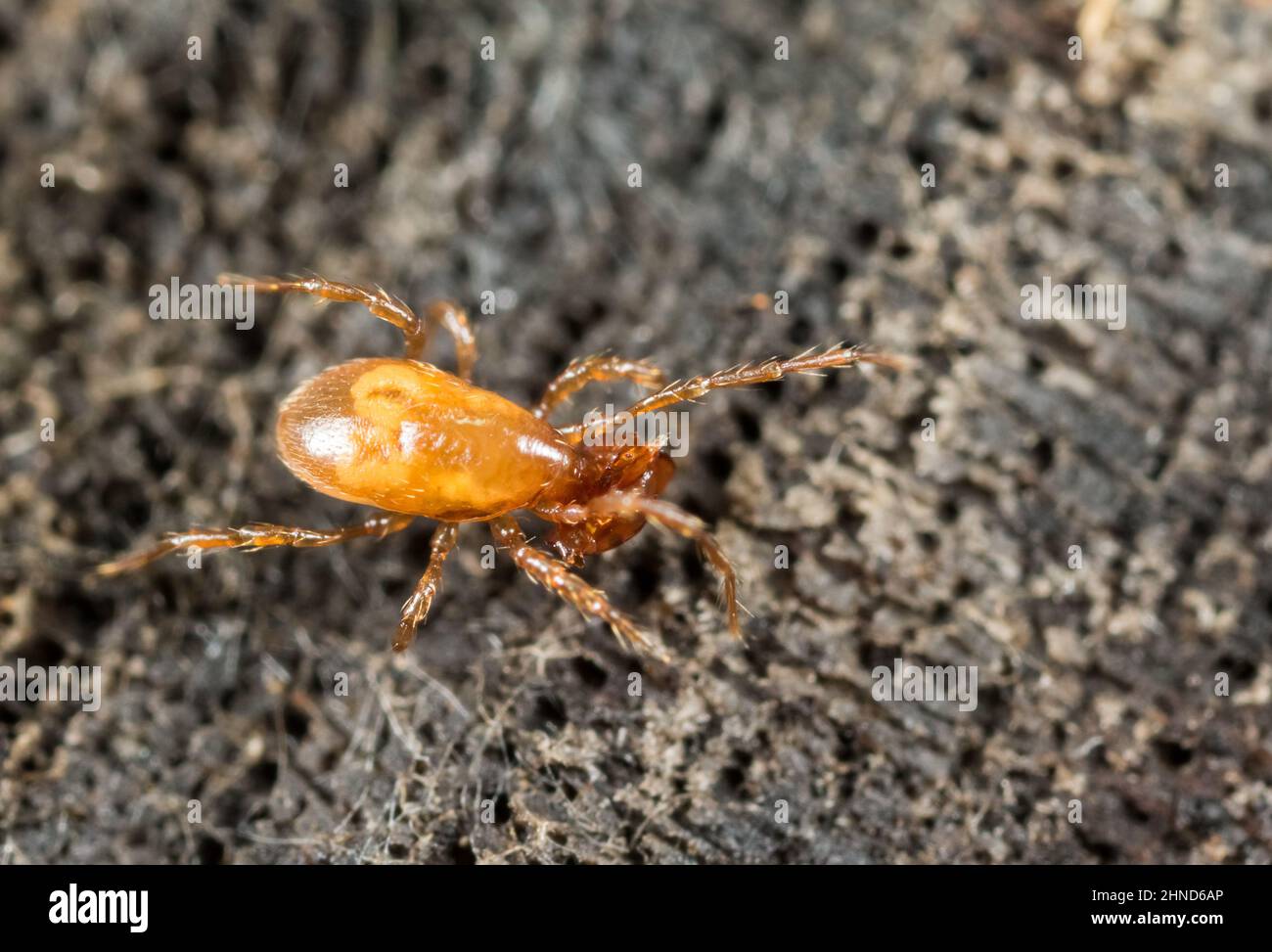 Predatory mite hi-res stock photography and images - Alamy