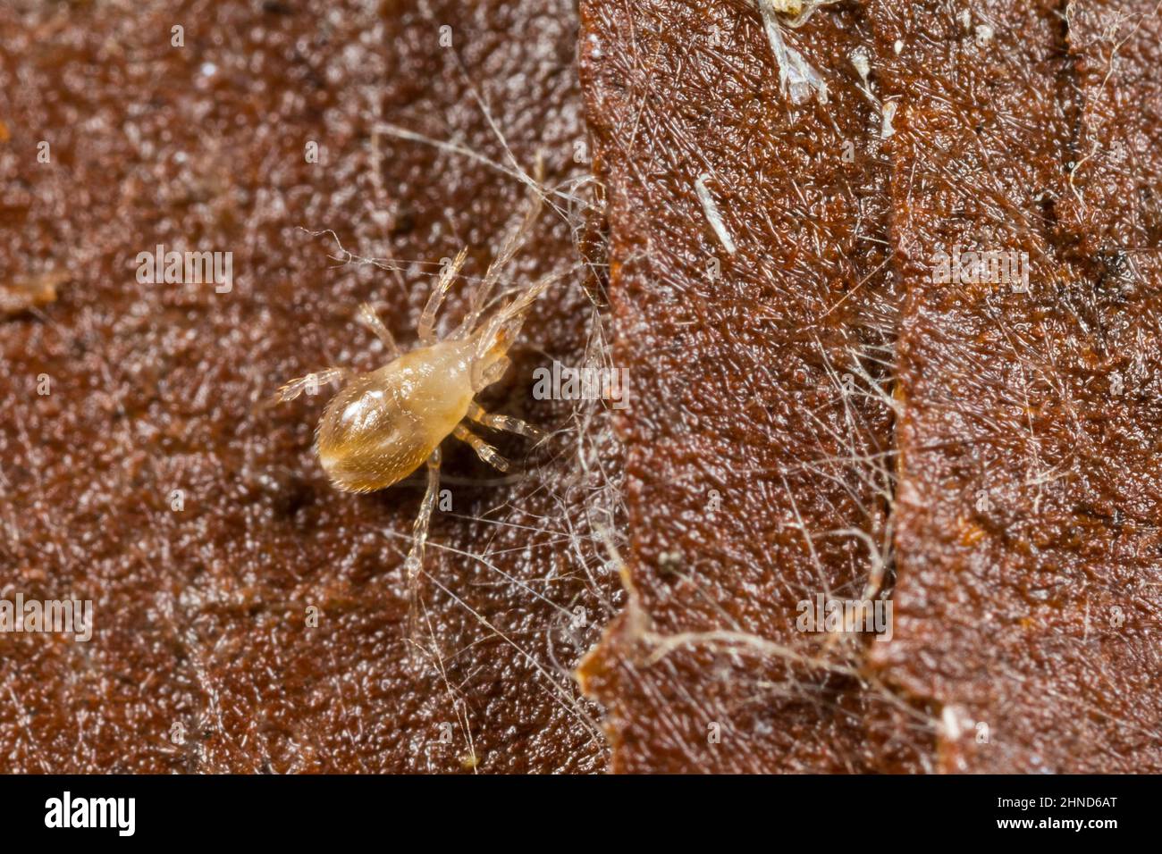 Predatory mite hi-res stock photography and images - Alamy