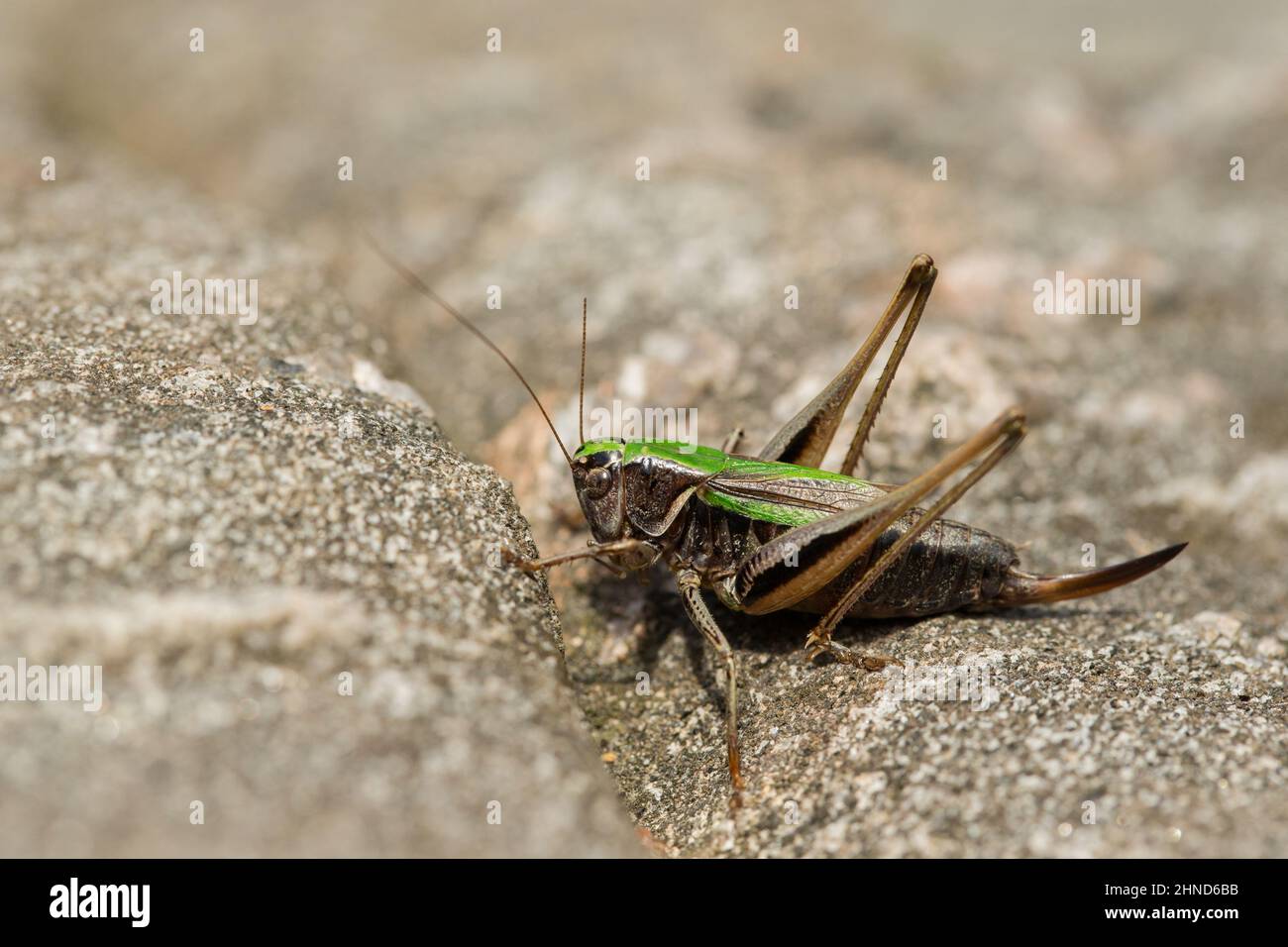 Bog bush cricket (Metrioptera brachyptera Stock Photo - Alamy