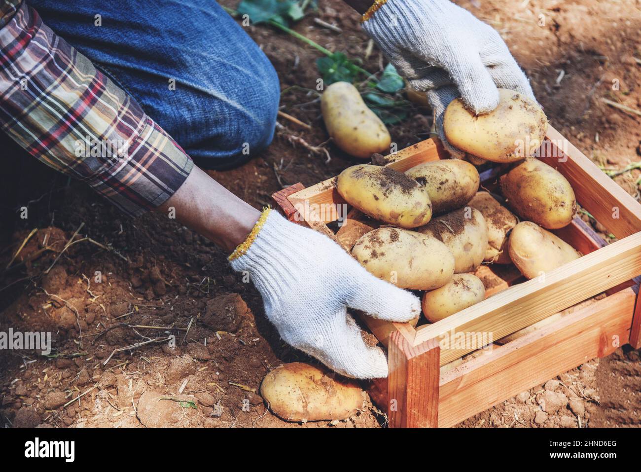 Fresh potato plant, farmer harvest of ripe potatoes in wooden box ...