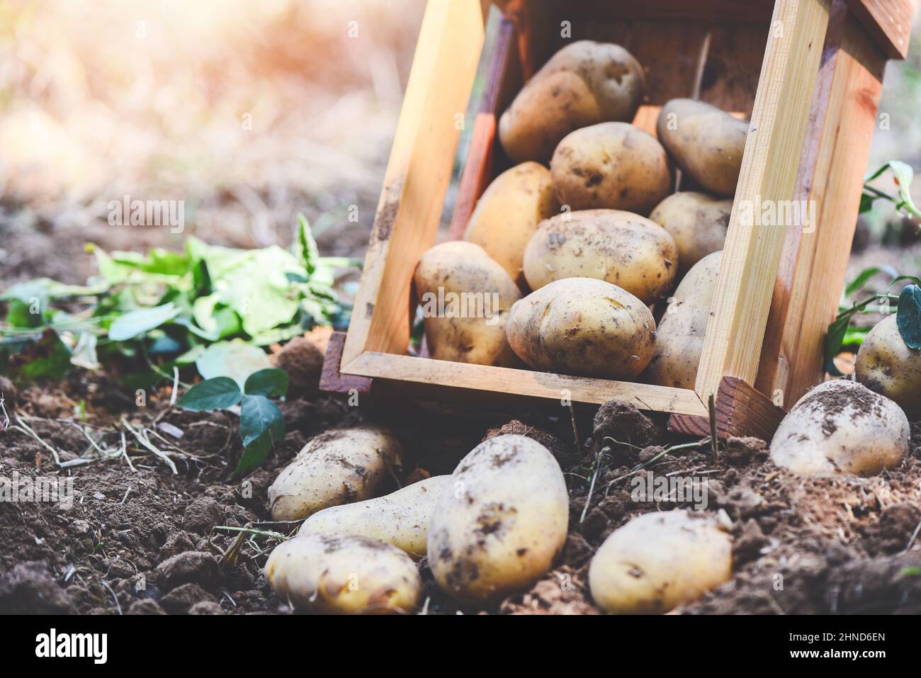 Fresh potato plant, harvest of ripe potatoes in wooden box agricultural ...