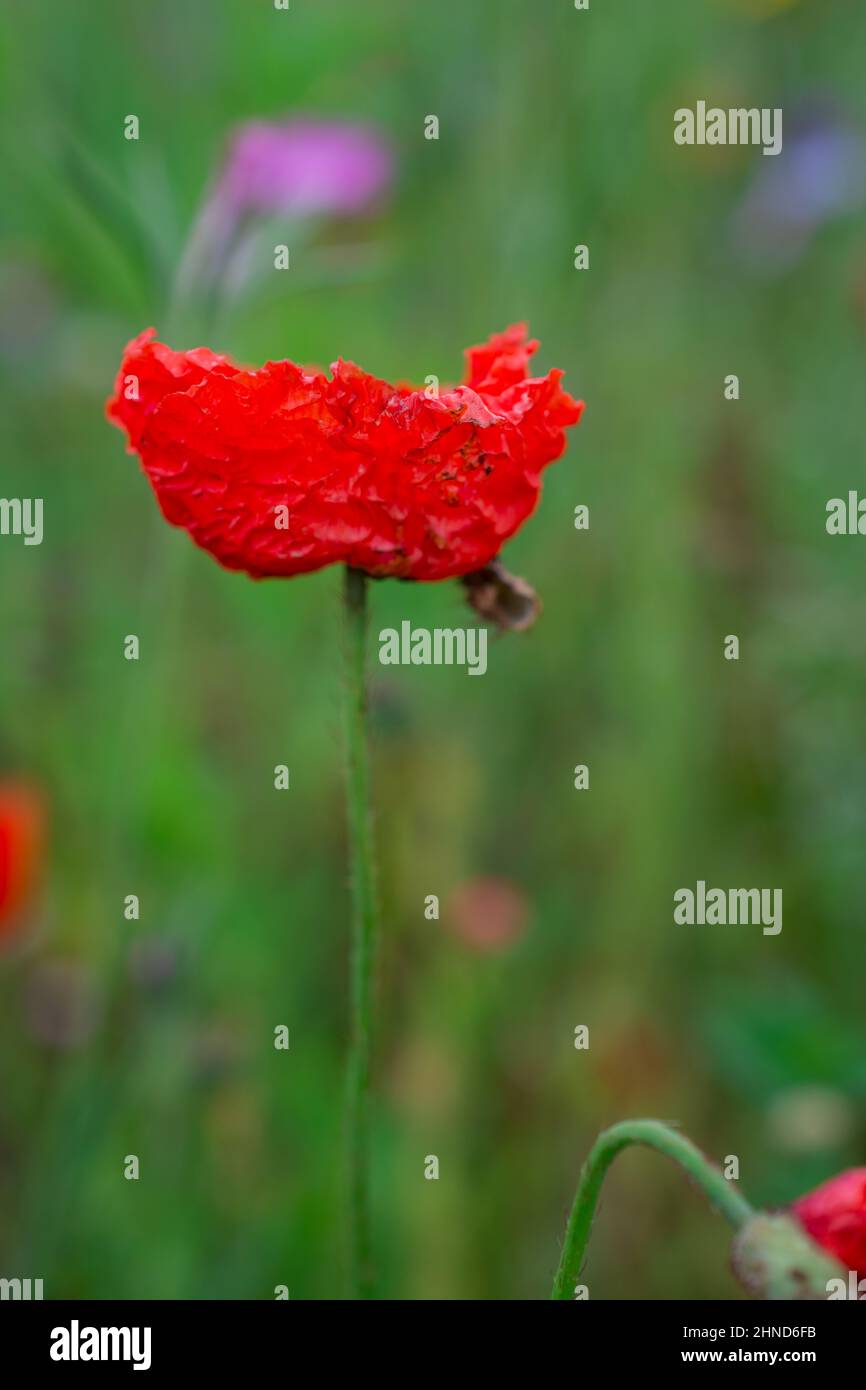 beautiful poppy fields in England Stock Photo - Alamy