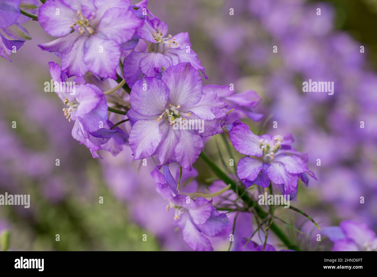 Field of colourful delphinium flowers in Wick, Pershore, Worcestershire ...