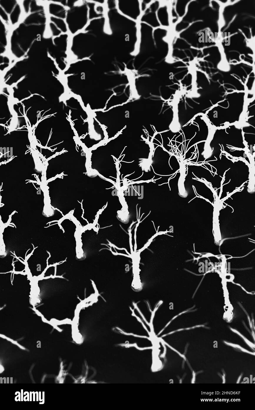Abstract rendition of a full adult tree growing in the fields Stock ...