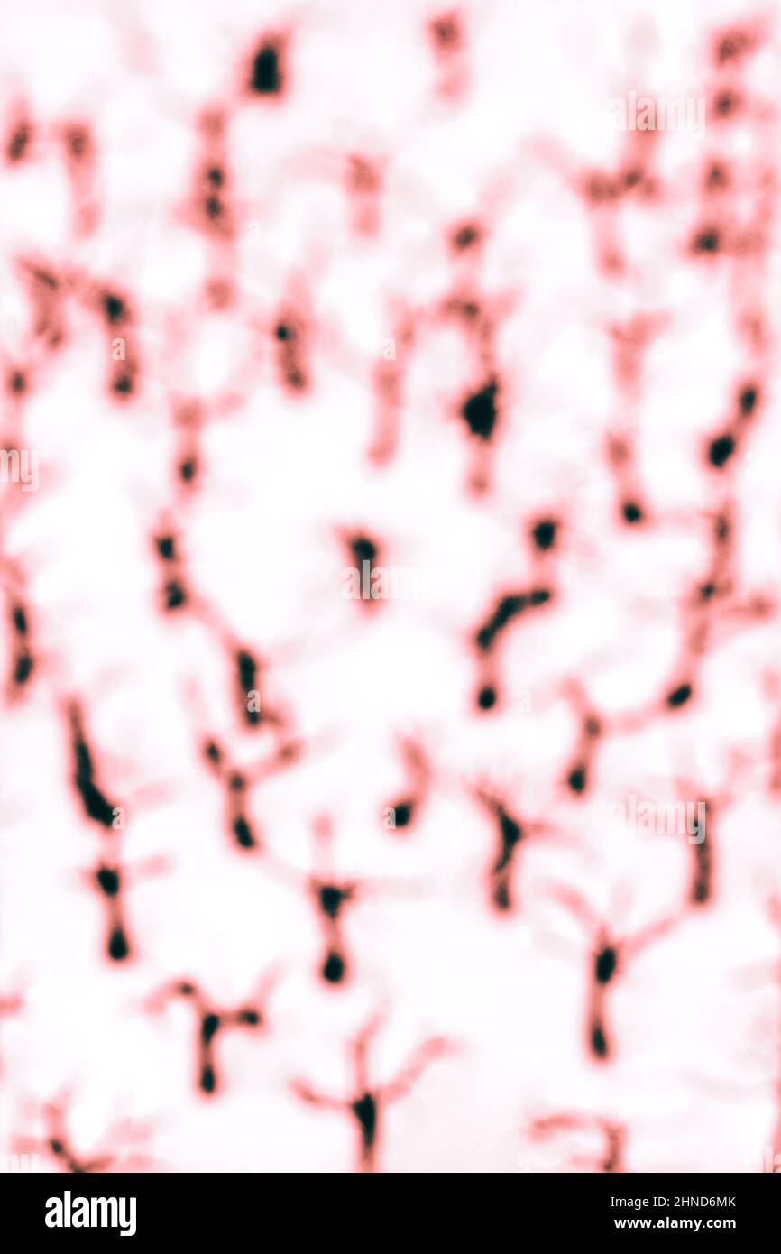 Abstract rendition of a full adult tree growing in the fields Stock ...