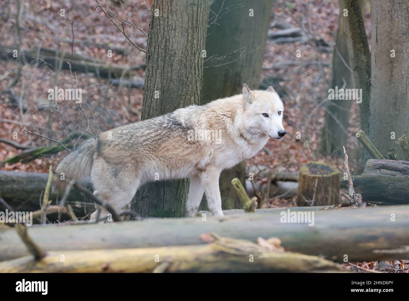 Hybrid wolves hi-res stock photography and images - Alamy