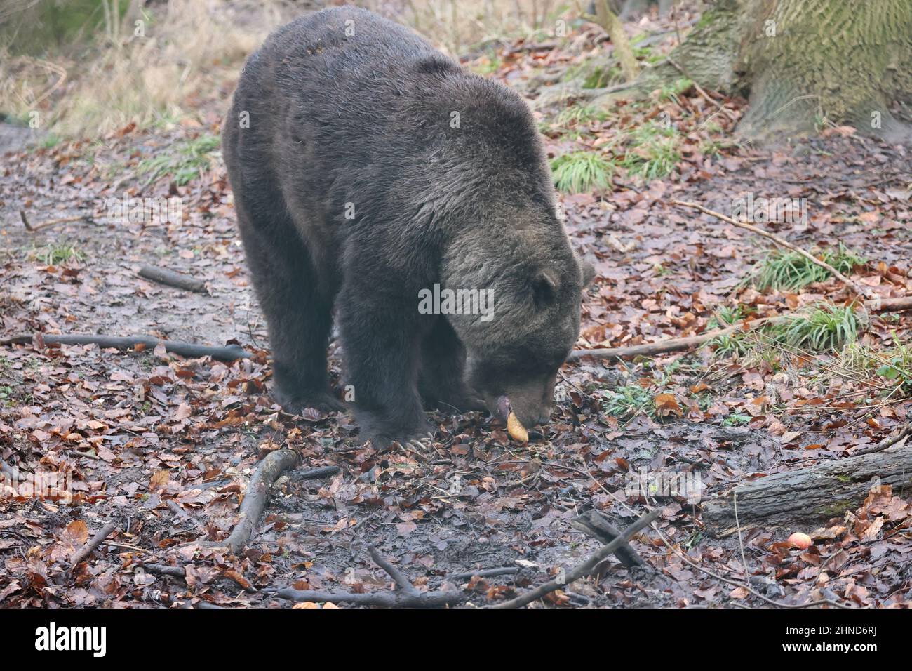 Worbis, Germany. 16th Feb, 2022. Max the bear roams through an ...