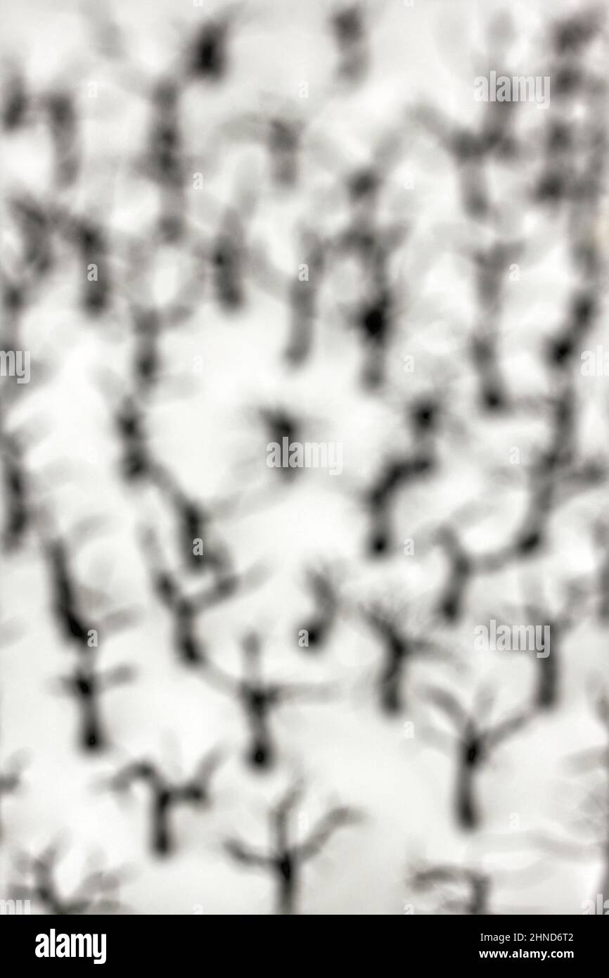 Abstract rendition of a full adult tree growing in the fields Stock ...