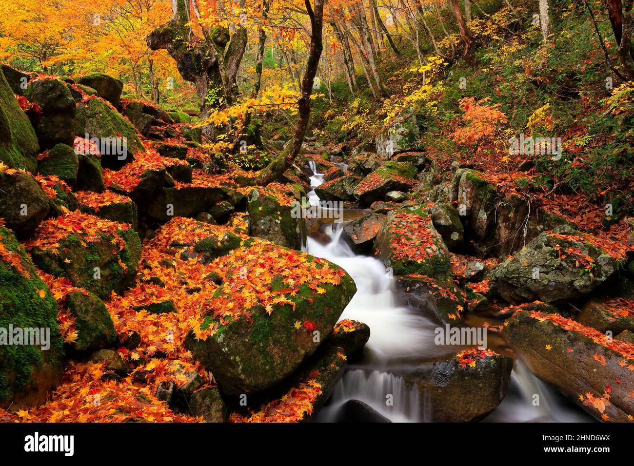 Water Stream In Autumn, Gifu Prefecture Stock Photo - Alamy