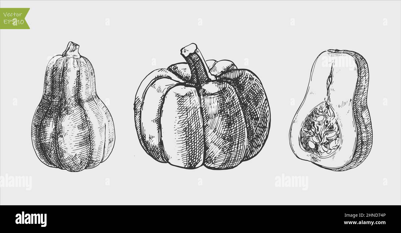 Ink sketch of butternut squash isolated on white background. Hand drawn ...