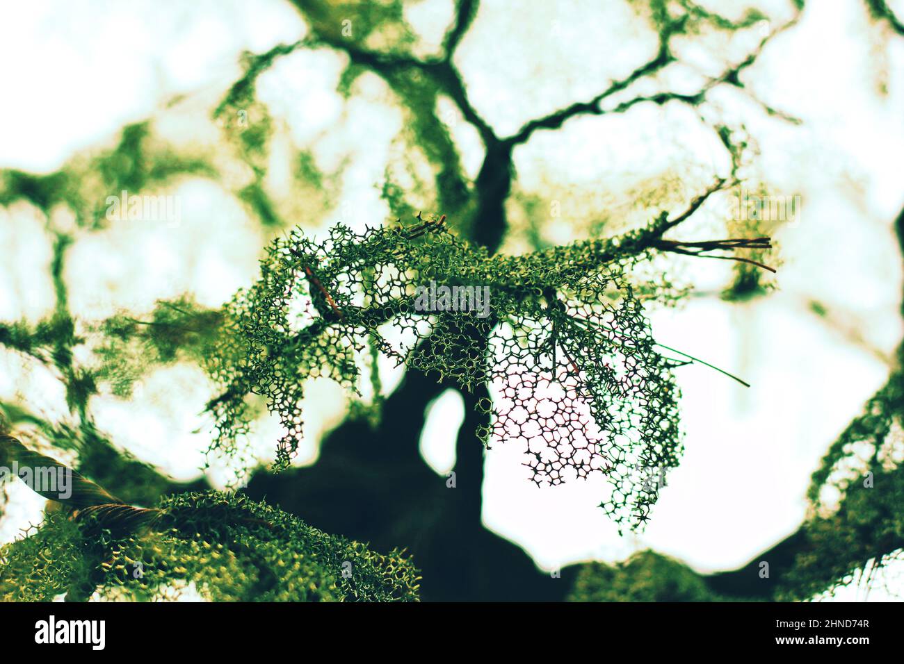 Abstract rendition of a full adult tree growing in the fields Stock ...