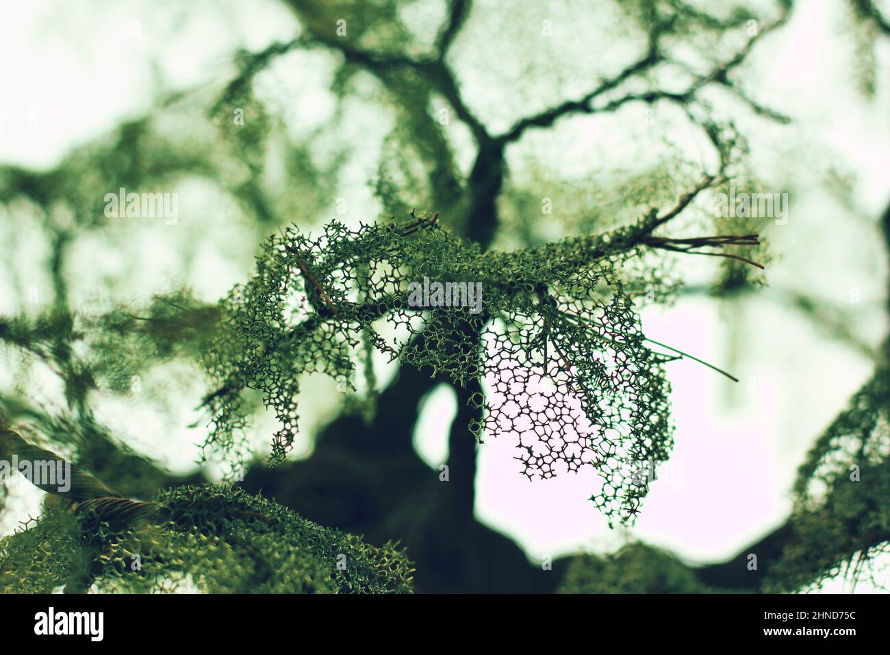 Abstract rendition of a full adult tree growing in the fields Stock ...