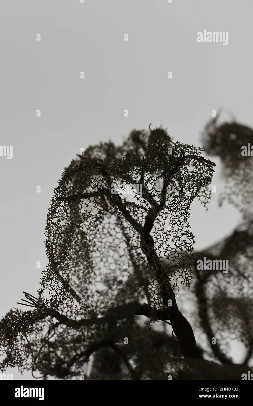 Abstract rendition of a full adult tree growing in the fields Stock ...