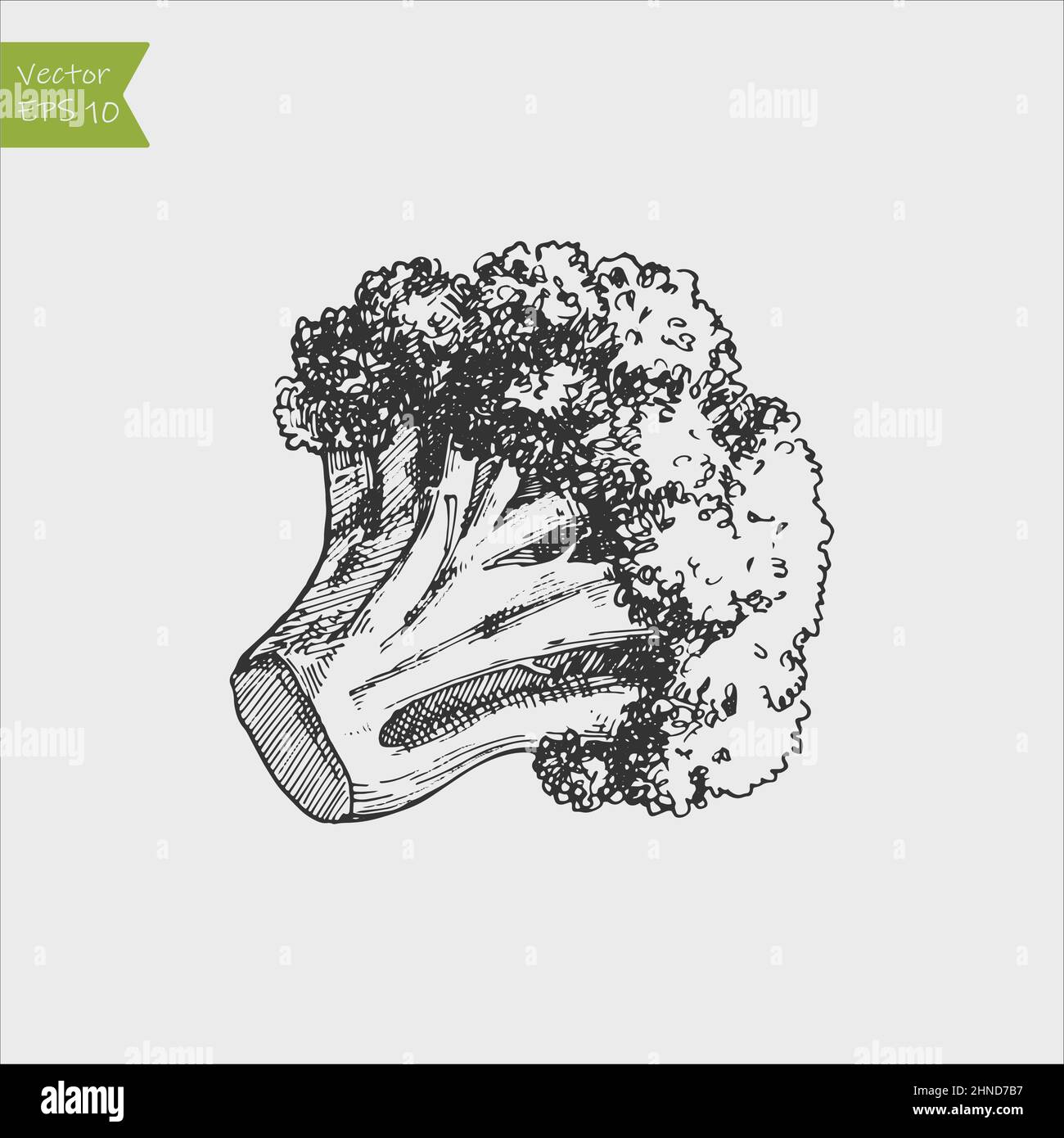 A vintage retro woodcut print or etching style broccoli illustration ...