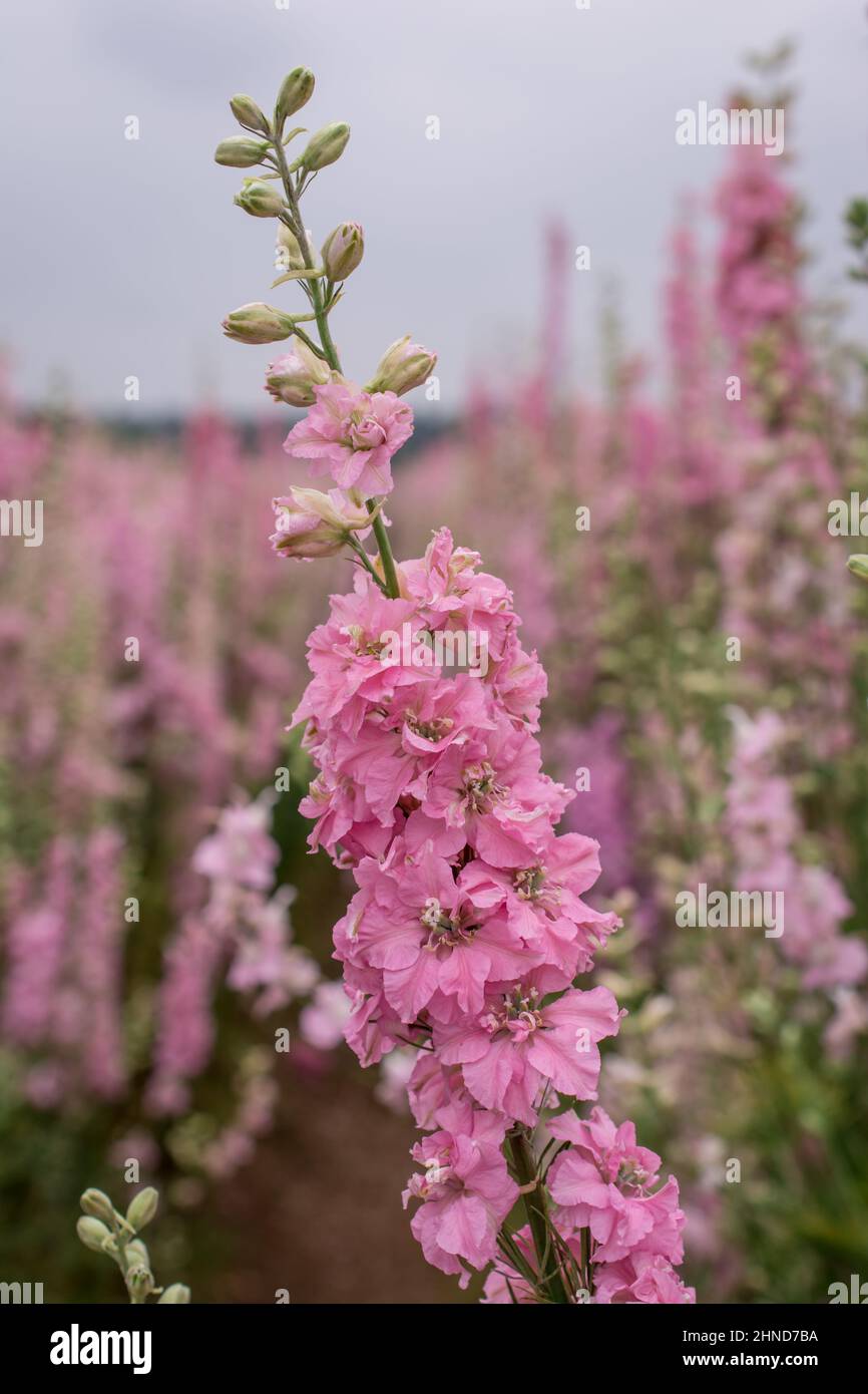 Field of colourful delphinium flowers in Wick, Pershore, Worcestershire ...