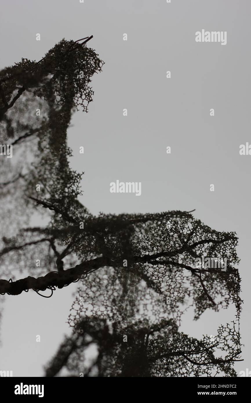 Abstract rendition of a full adult tree growing in the fields Stock ...