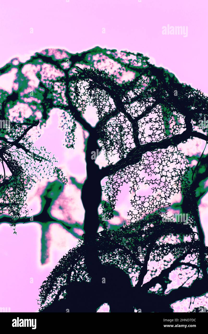 Abstract rendition of a full adult tree growing in the fields Stock ...