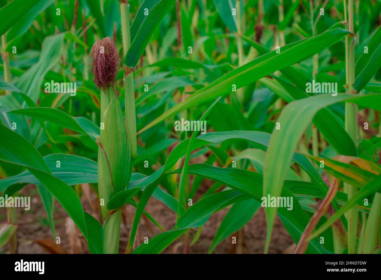 Young sweetcorn plants garden hi-res stock photography and images - Alamy