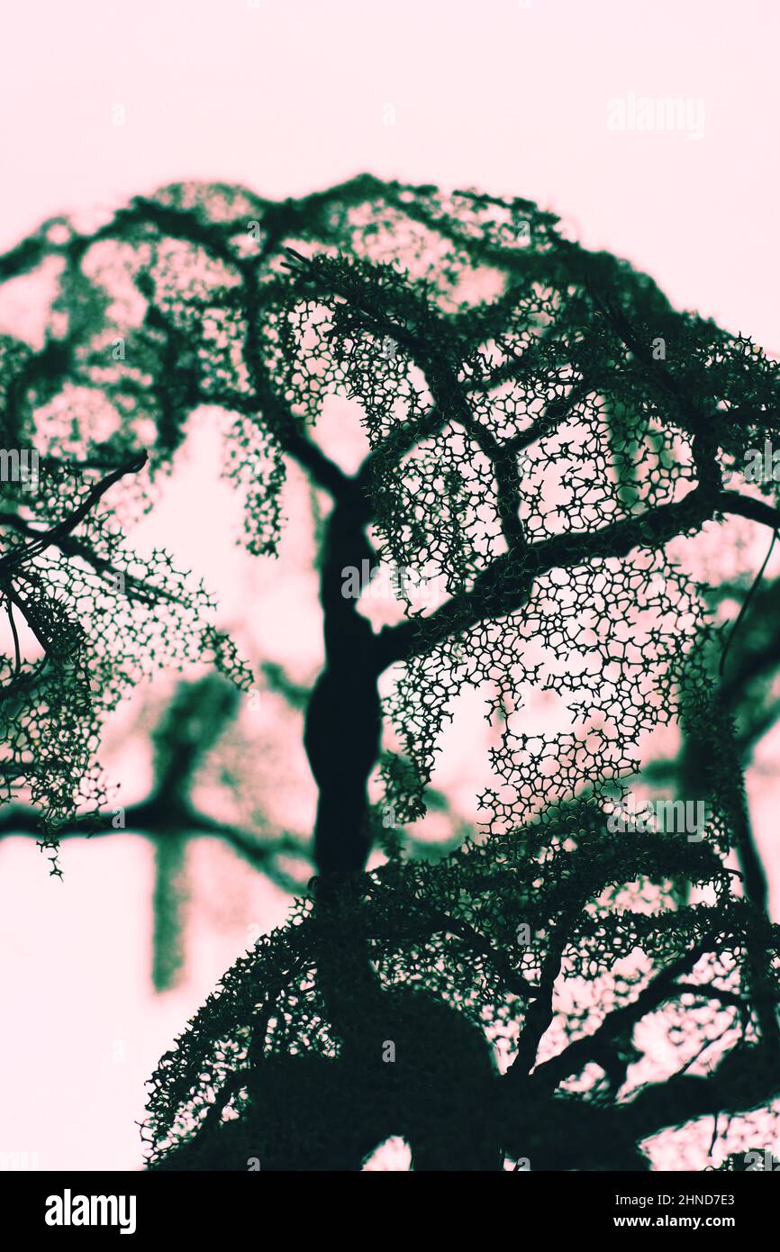 Abstract rendition of a full adult tree growing in the fields Stock ...