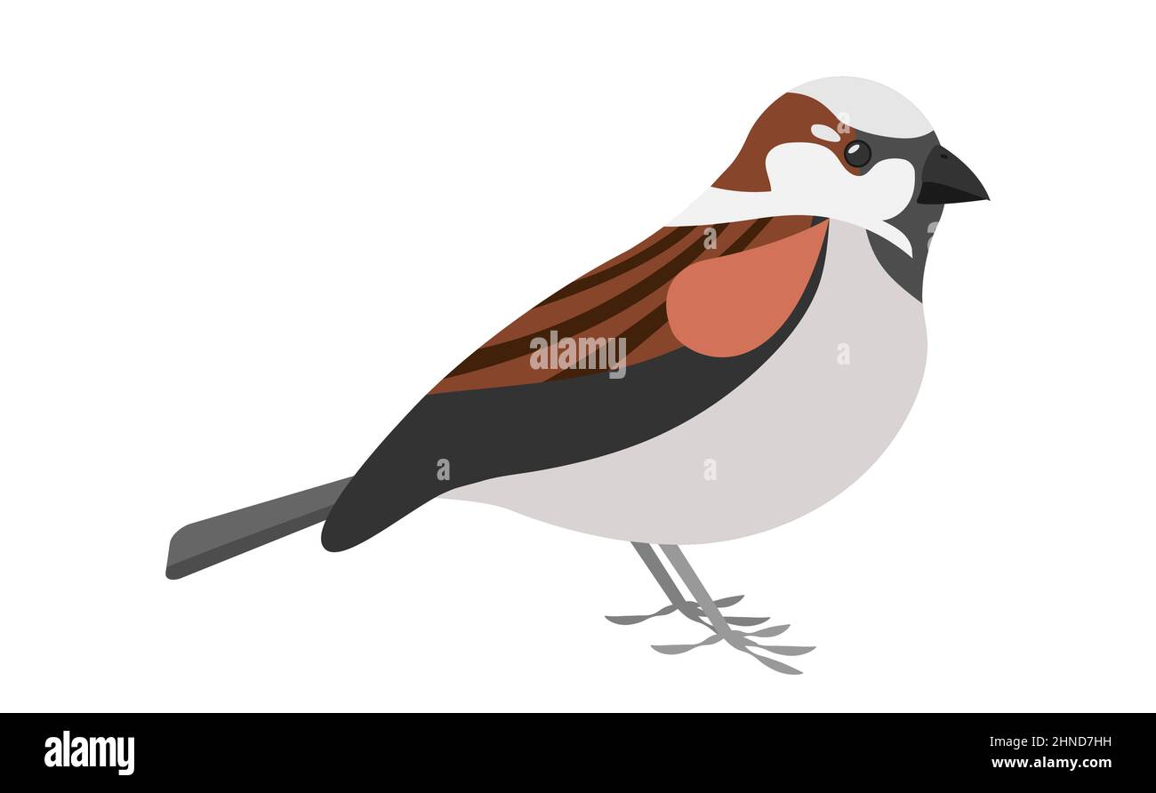 Bird house sparrow on branch Cut Out Stock Images & Pictures - Alamy