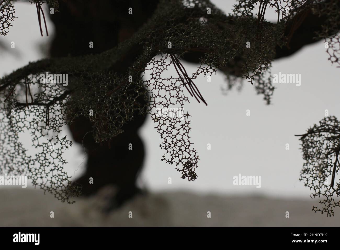 Abstract rendition of a full adult tree growing in the fields Stock ...