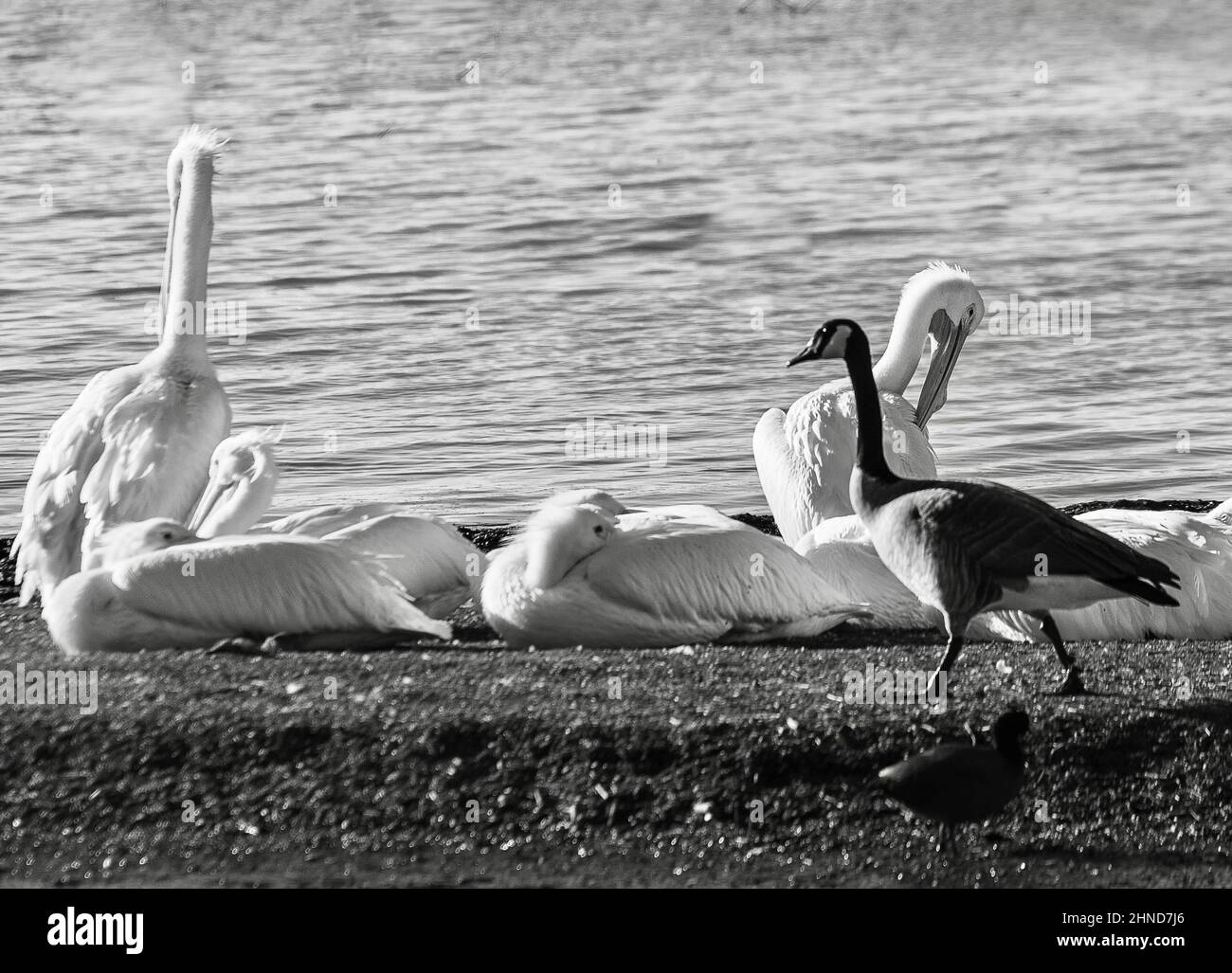 American migratory birds hi-res stock photography and images - Alamy