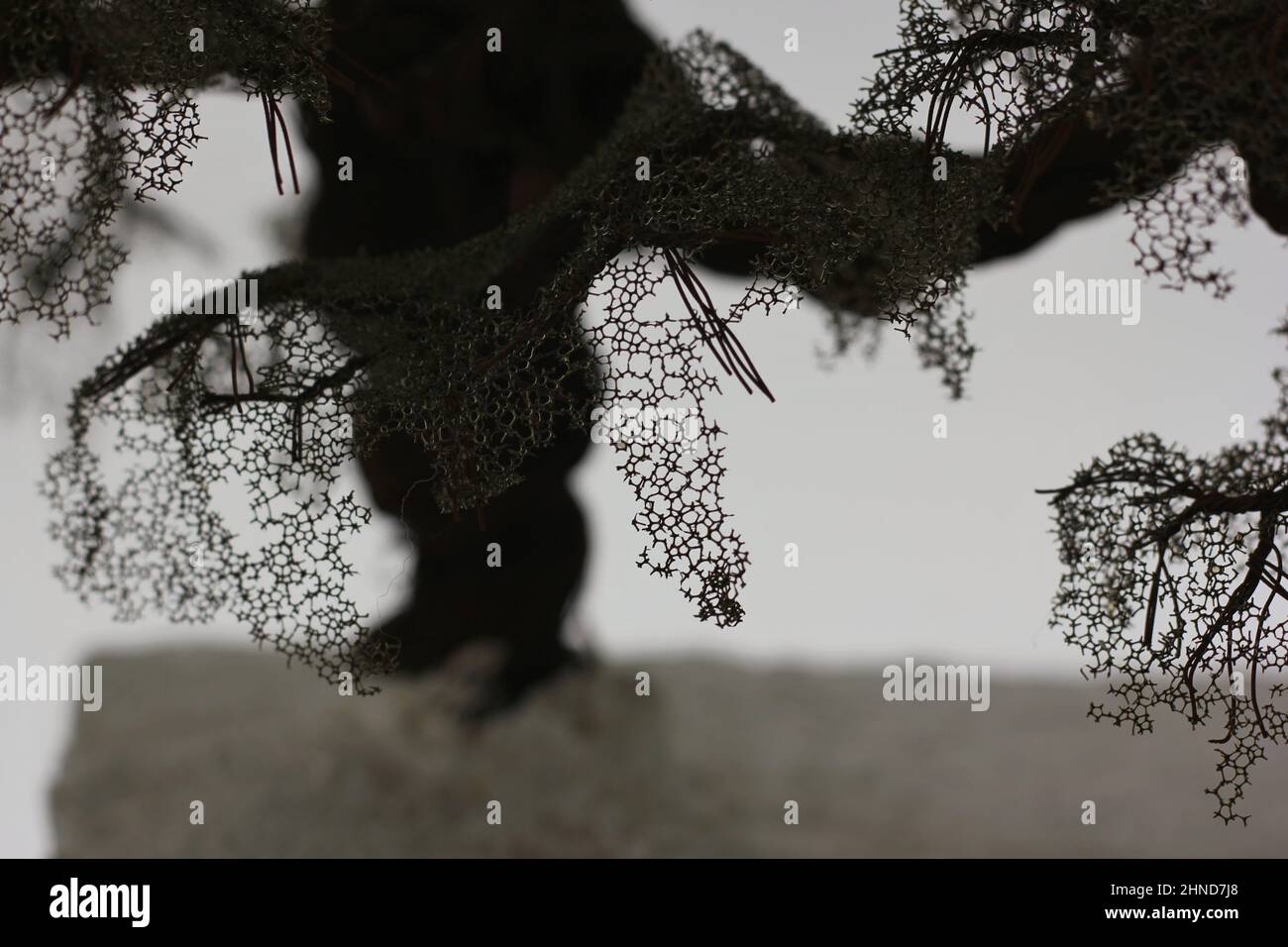 Abstract rendition of a full adult tree growing in the fields Stock ...