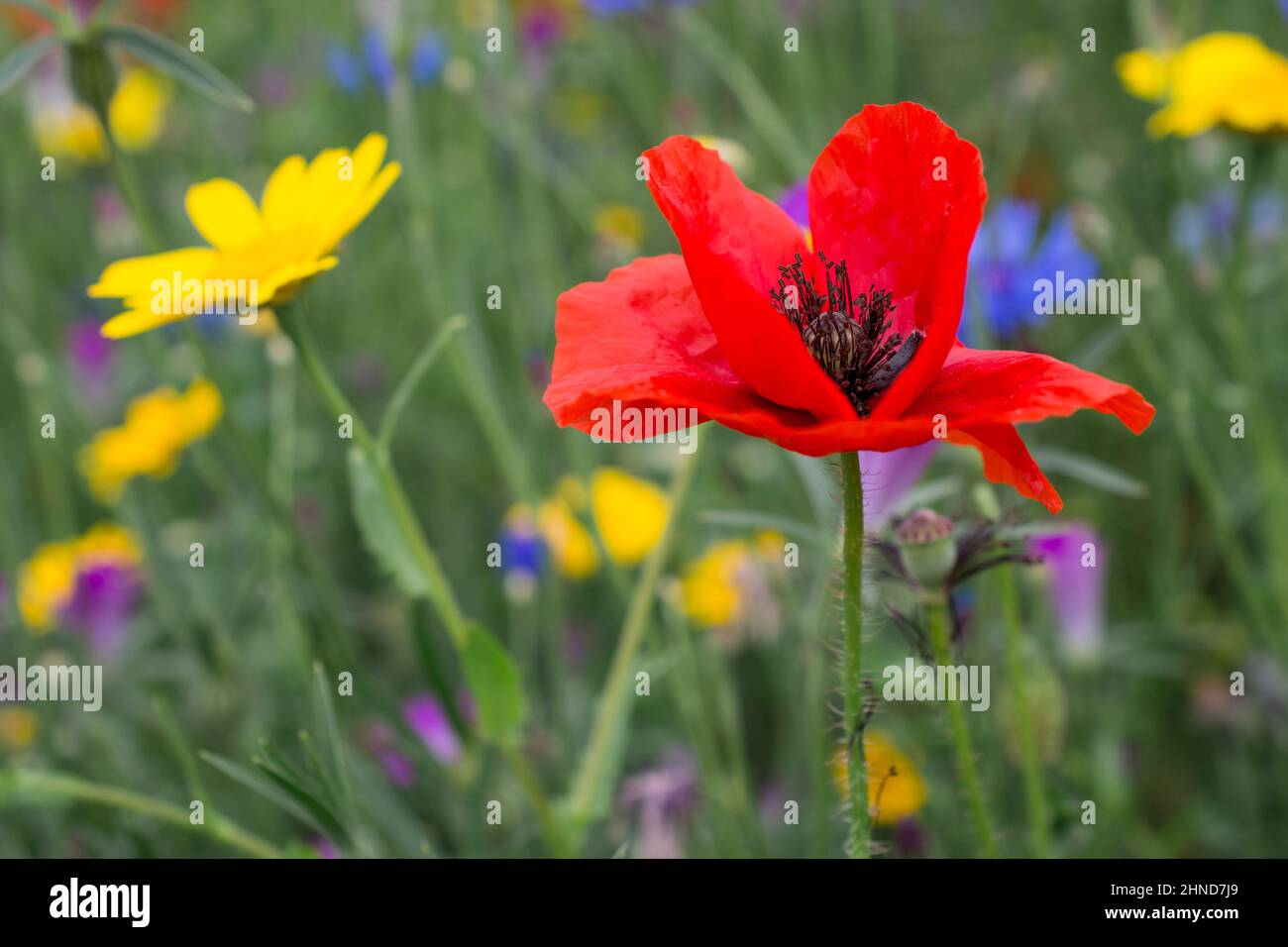 beautiful poppy fields in England Stock Photo - Alamy