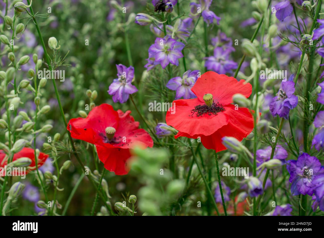 beautiful poppy fields in England Stock Photo - Alamy