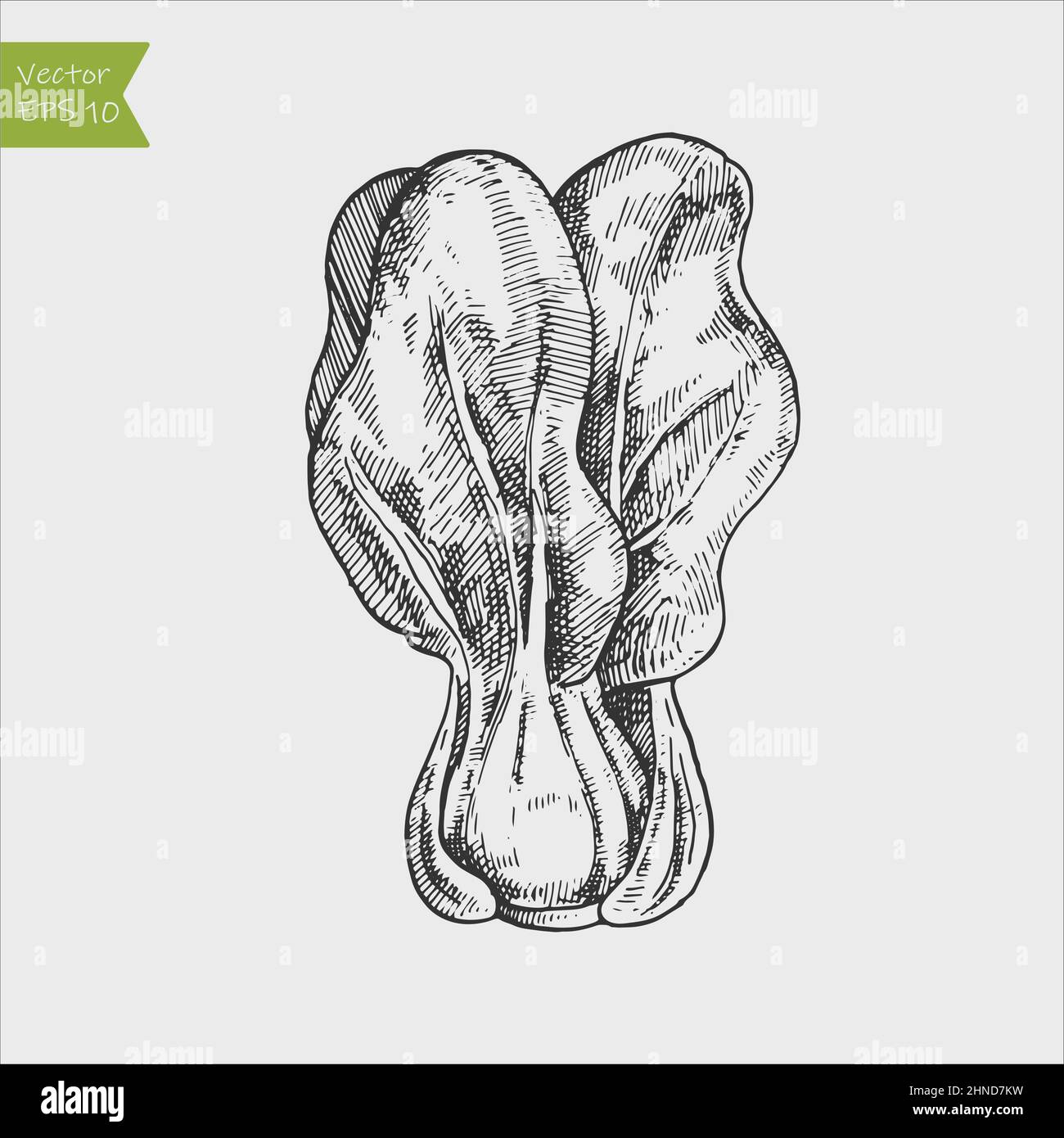 Pak choi growing Stock Vector Images - Alamy