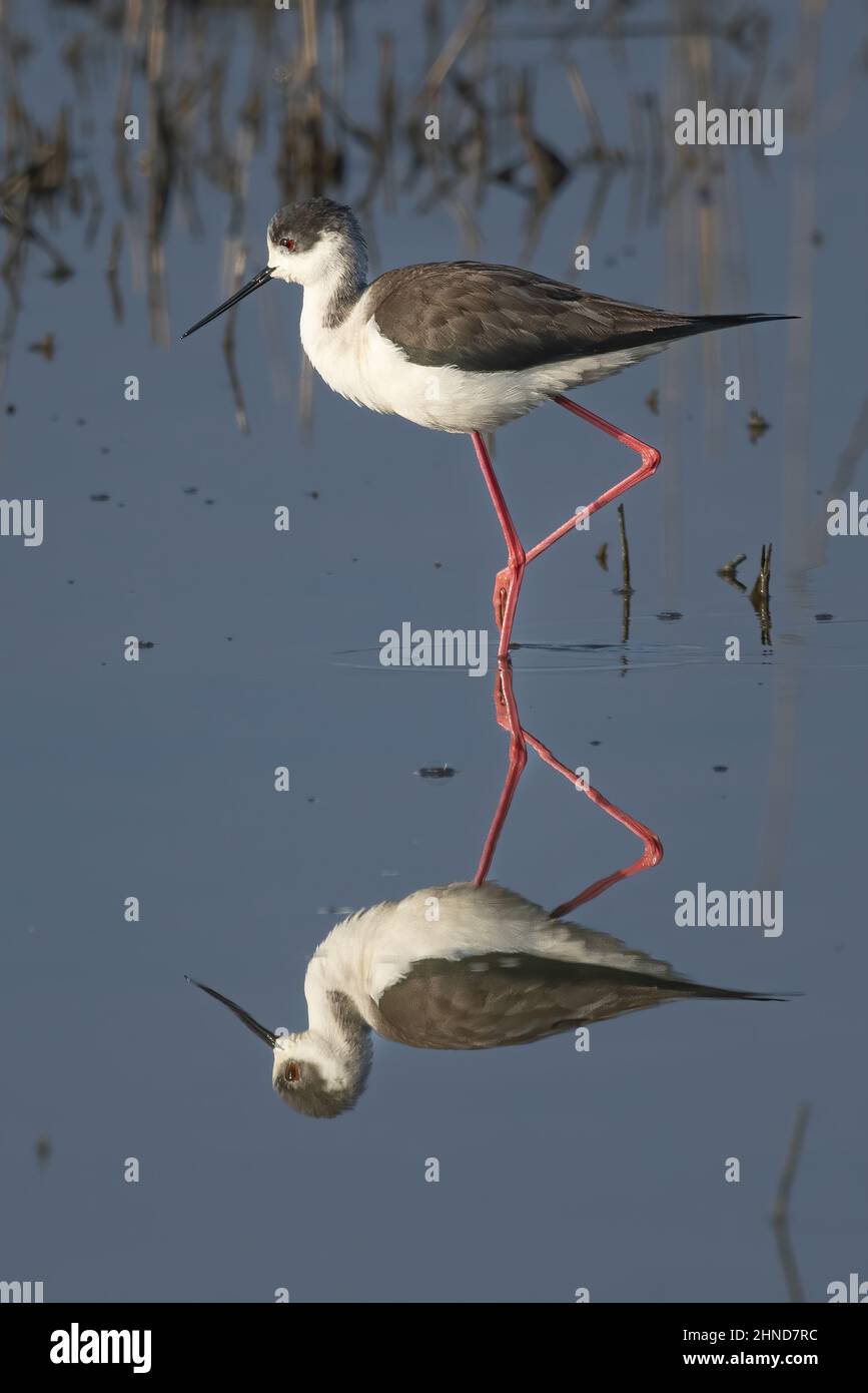 chasse Blanche Dans Les Marais De La Baie De Somme Stock Photo Alamy chasse-blanche-dans-les-marais-de-la-baie-de-somme-stock-photo-alamy