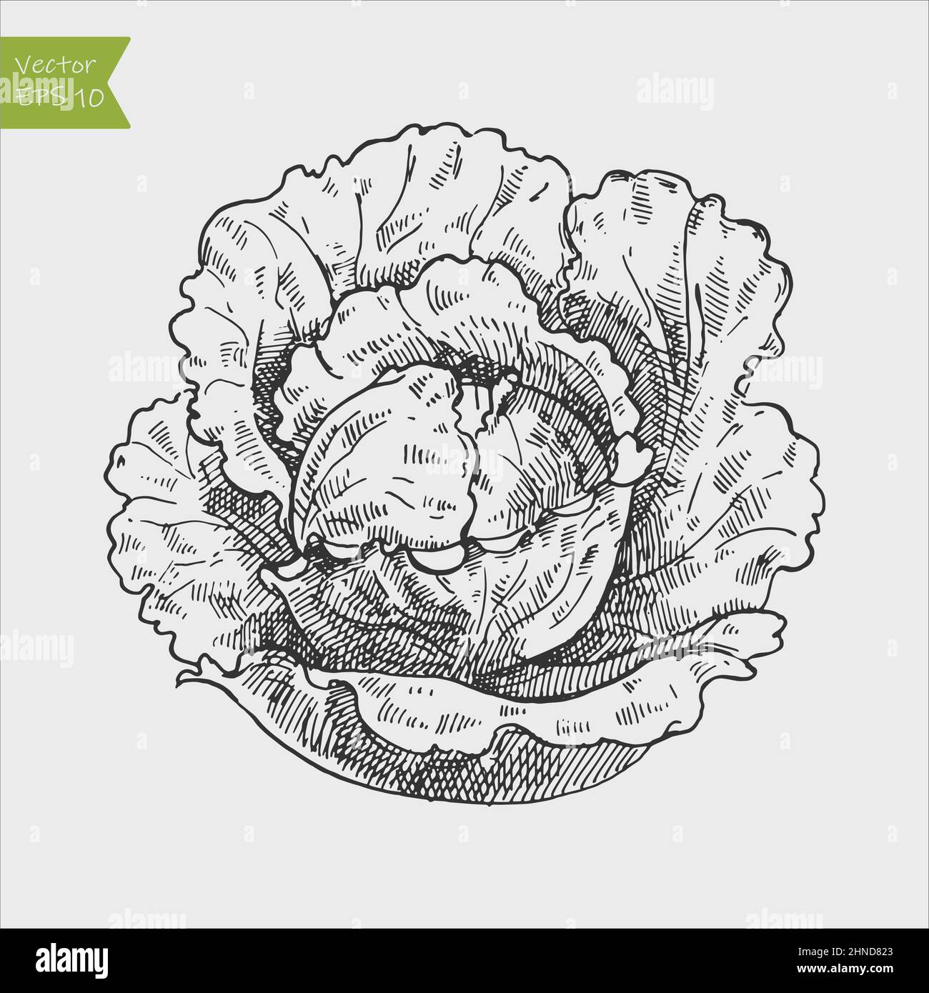 Cabbage hand drawing vintage engraving illustration Stock Vector Image ...