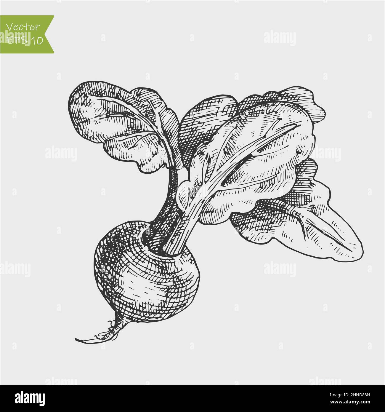 Beetroot vector drawing. Isolated hand drawn object. Vegetable engraved ...
