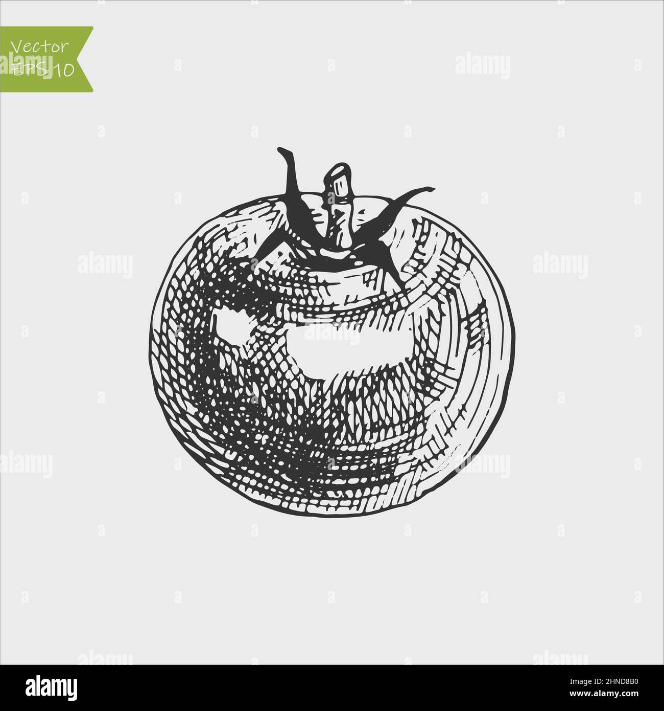 A tomato food graphic. Original illustration in a vintage engraving ...