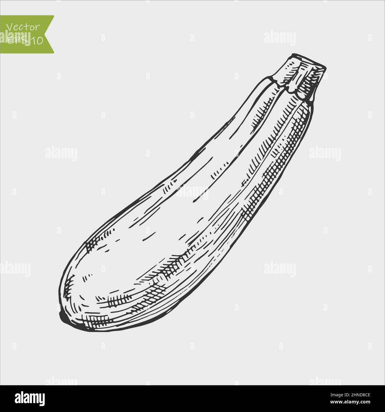 Hand drawn zucchini isolated. Template for your design works. Engraved ...