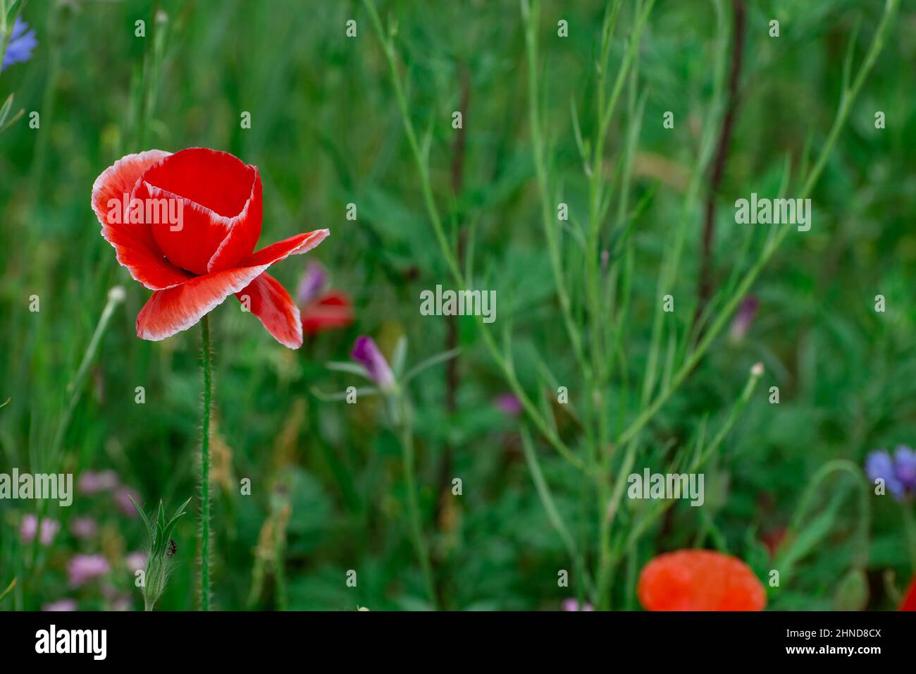 beautiful poppy fields in England Stock Photo - Alamy