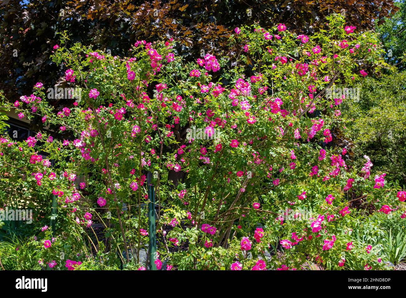 Vibrant pink rose bush on a bright sunny day in spring in St. Croix ...