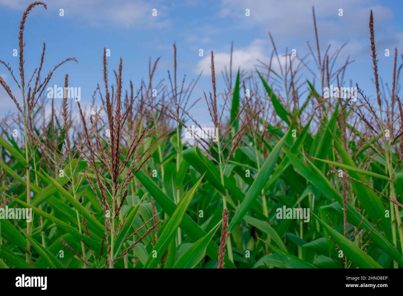 Young sweetcorn plants garden hi-res stock photography and images - Alamy