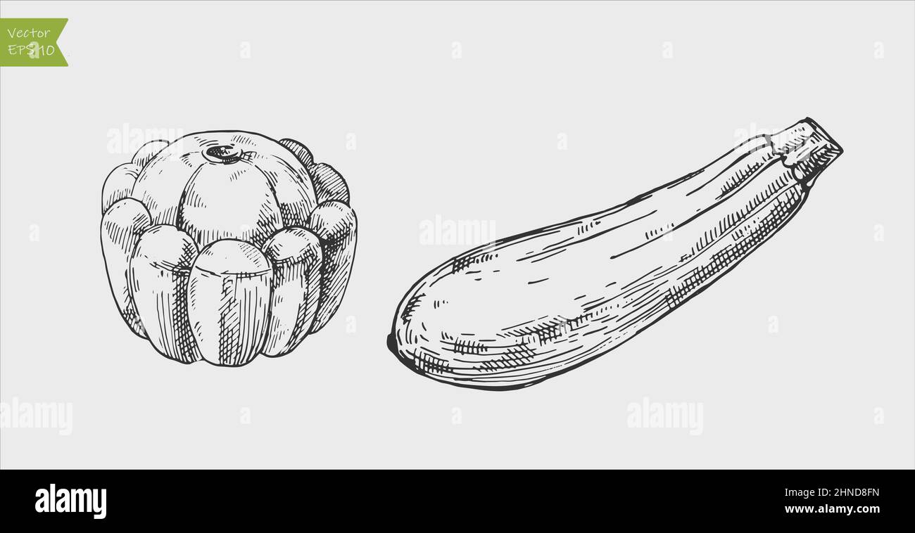 Hand drawn zucchini isolated. Template for your design works. Engraved ...