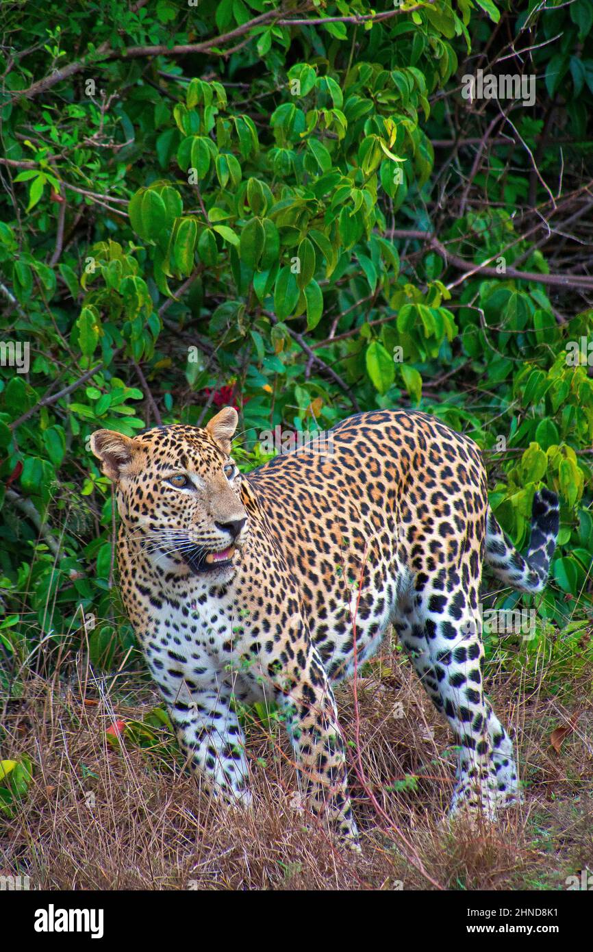 Sri Lankan Leopard, Kotiya, Chiruththai, Pantera pardus kotiya ...