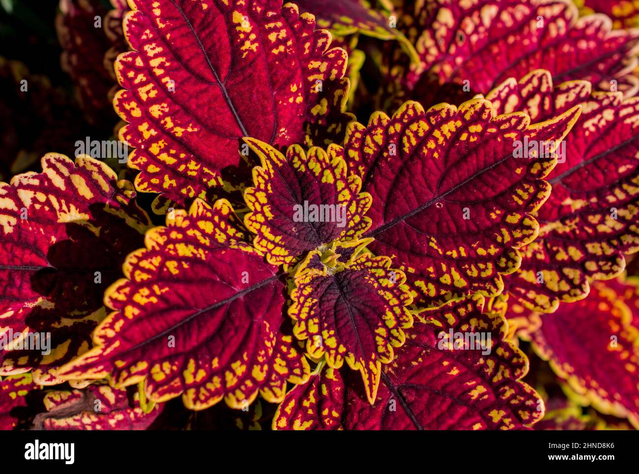 beautiful natural background with red leaves Stock Photo - Alamy