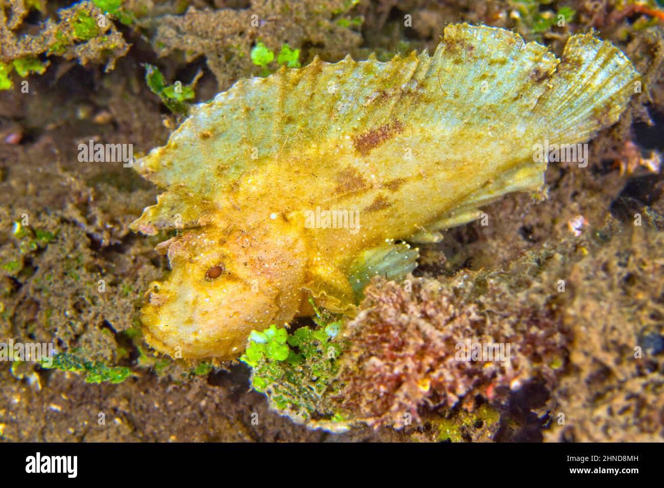 Scorpionfish, Paper Scorpionfish, Taenianotus triacanthus, Lembeh ...