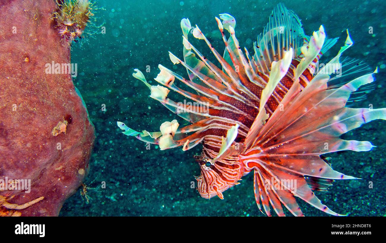 Tall-spine Lionfish, Pterois sp, Lembeh, North Sulawesi, Indonesia ...