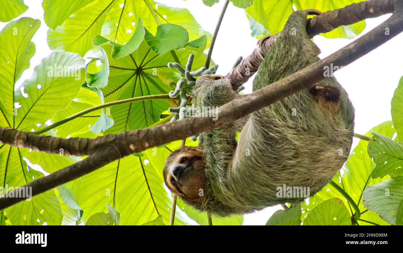 Pale-throated Sloth, Bradypus tridactylus, Three-toed Sloth, Tropical ...