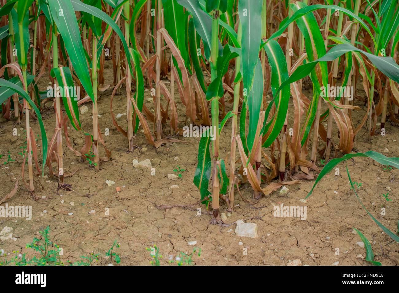Young sweetcorn plants garden hi-res stock photography and images - Alamy