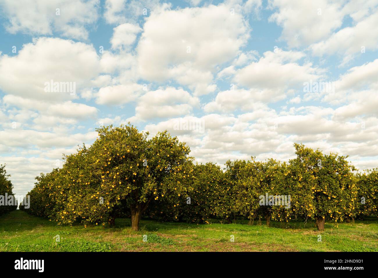 Australia victoria mildura fruit industry hi-res stock photography and ...