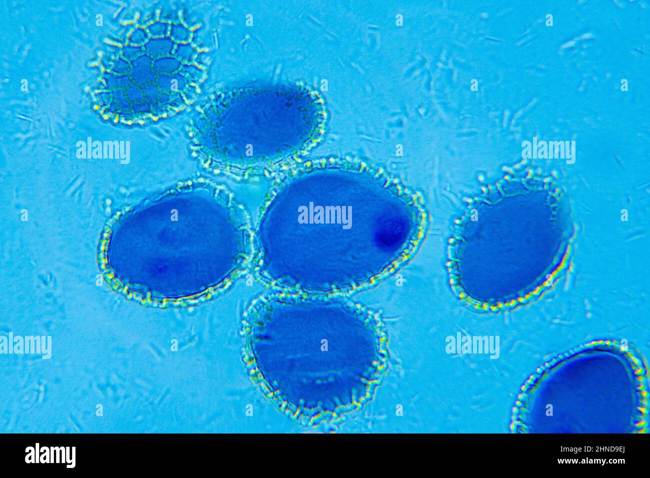 Lillium anther hi-res stock photography and images - Alamy