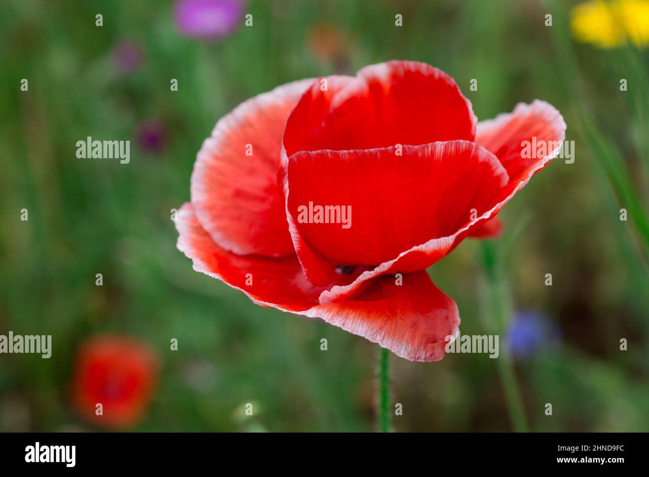 beautiful poppy fields in England Stock Photo - Alamy